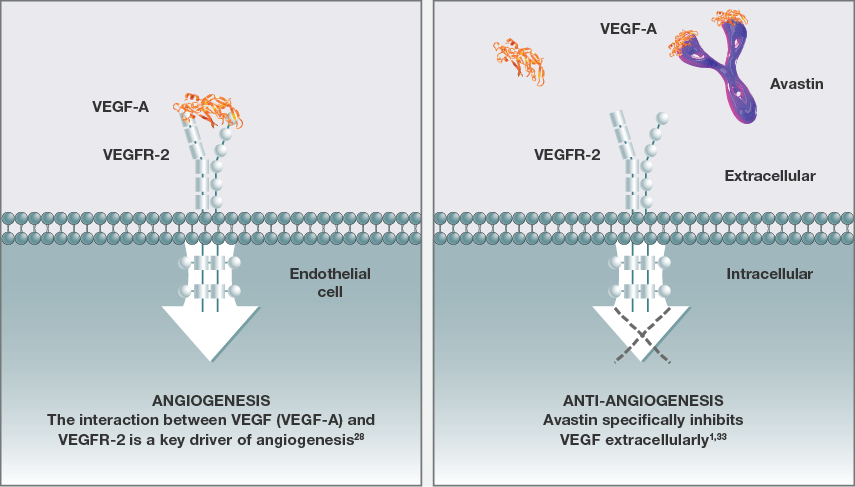 Avastin® (bevacizumab) Proposed MOA | CC Treatment