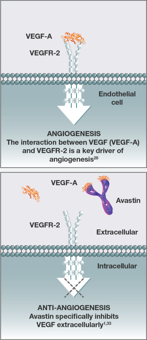 Bevacizumab Mechanism Of Action